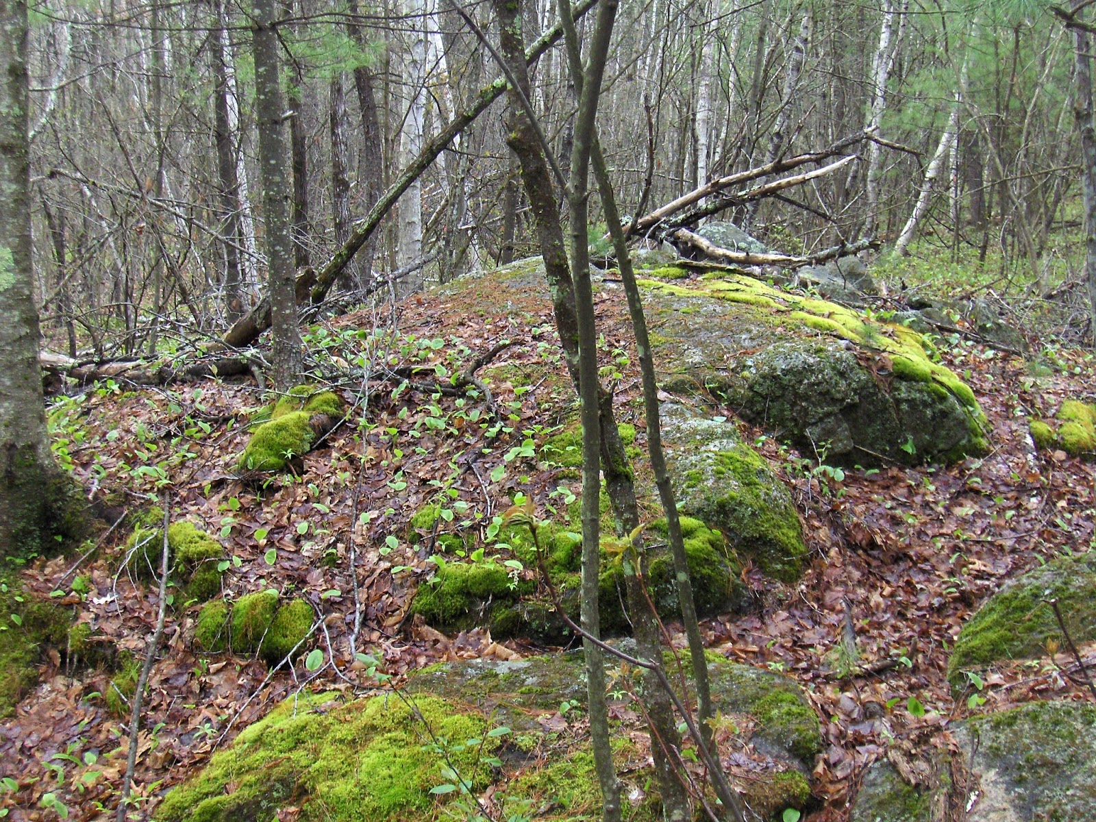 Rock Piles: Foot of Blodgett Hill - Merrimack NH