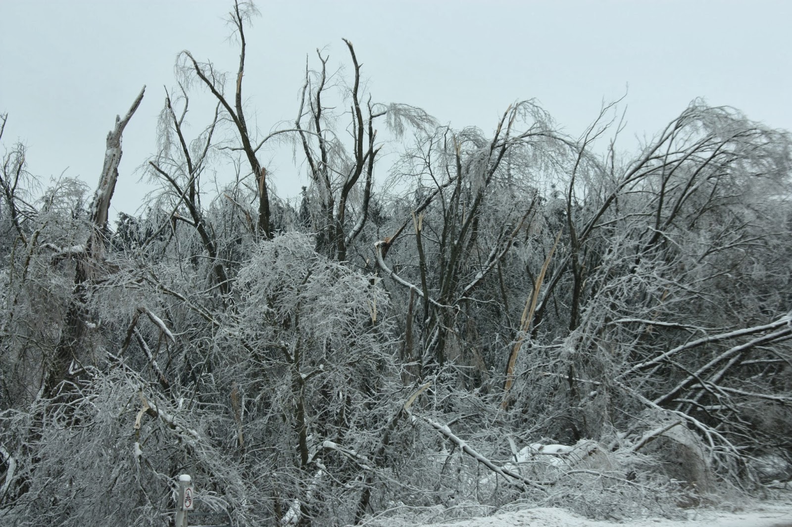 Anja's Photo Journal: Ice-Storm Damaged Trees