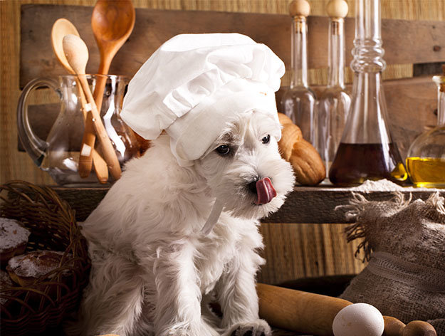 Pets-N-More: 4 Top Tips On Making Homemade Dog Food