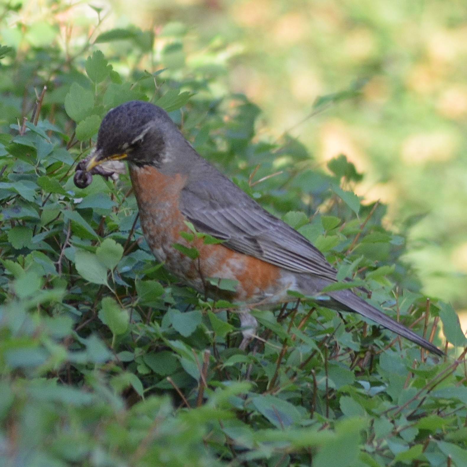 Wild Newton: American Robin: A Close Encounter