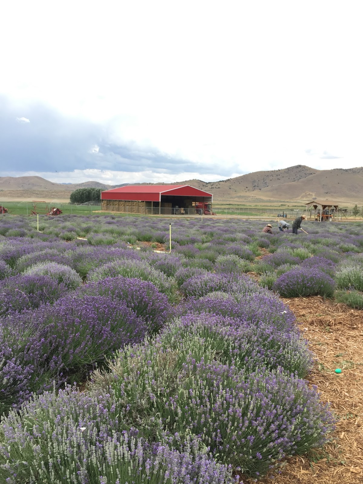 Mommy Vignettes: Lavender Farm in Mona, UT