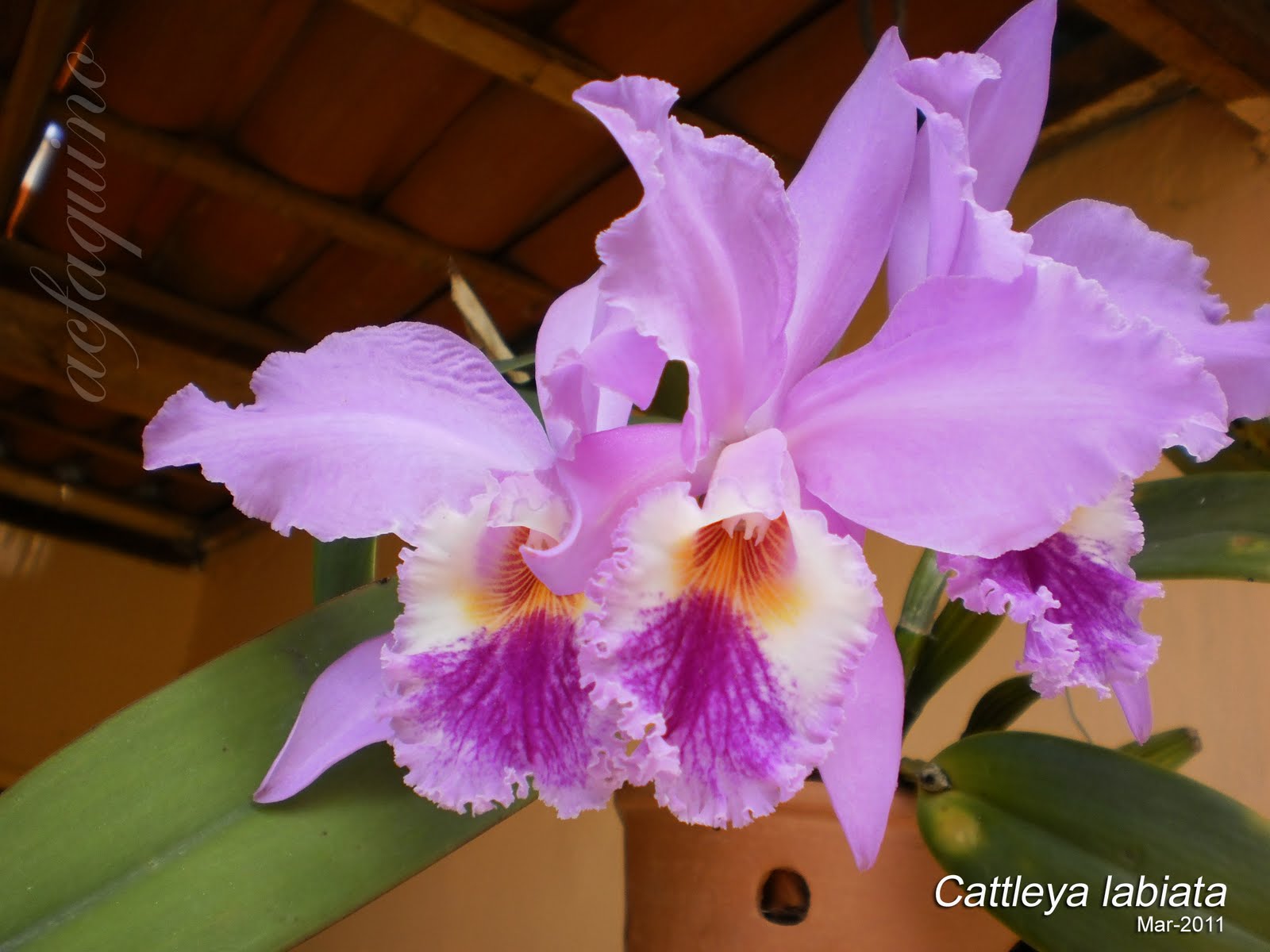 orquideas: Cattleya labiata
