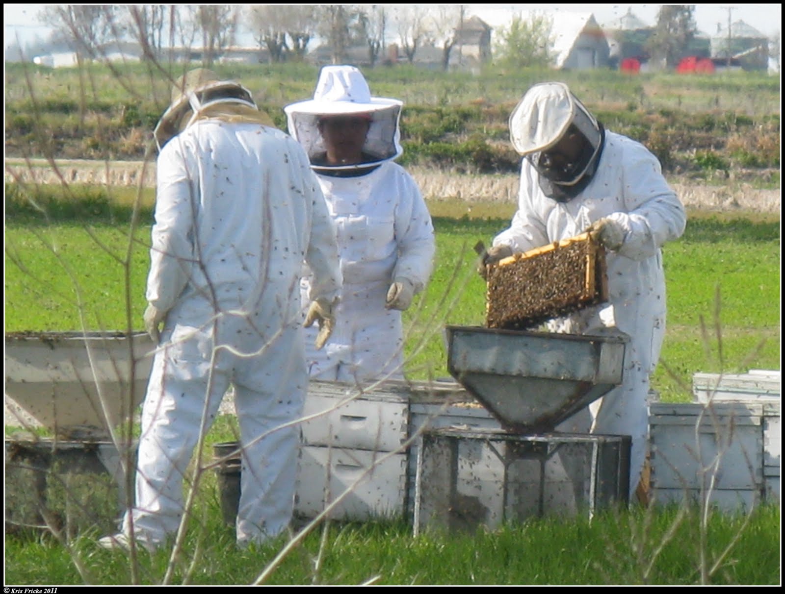 Buzzing Across America: March 2012