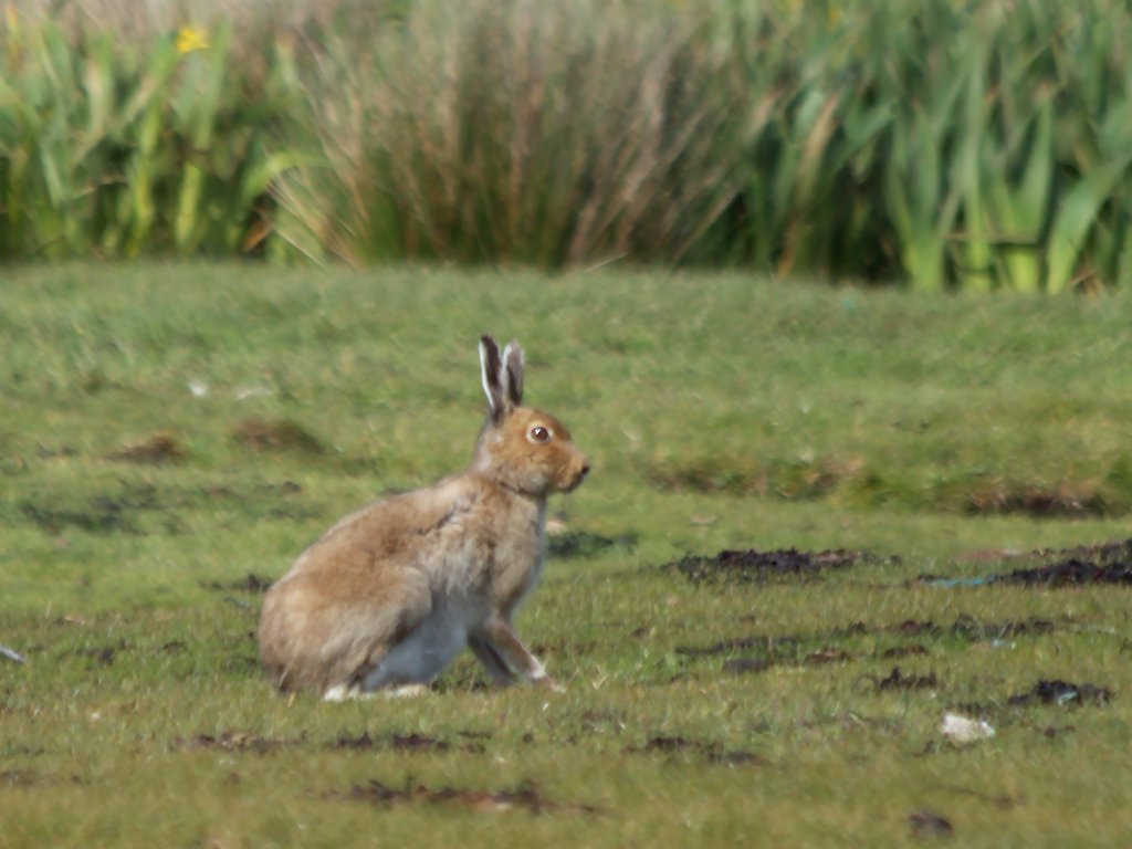 The Natural Stone: Mull Mountain Hares