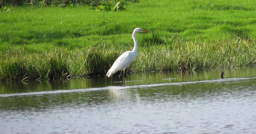 Trittiford mill pond and Birding adventures from near and afar ...