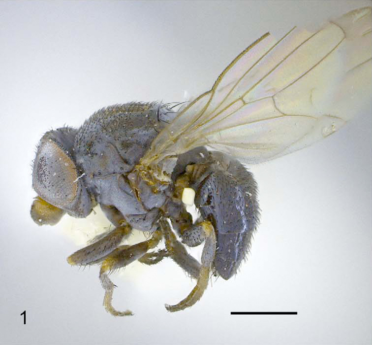 Sciency Thoughts: New species of Silver Fly from Brazil.
