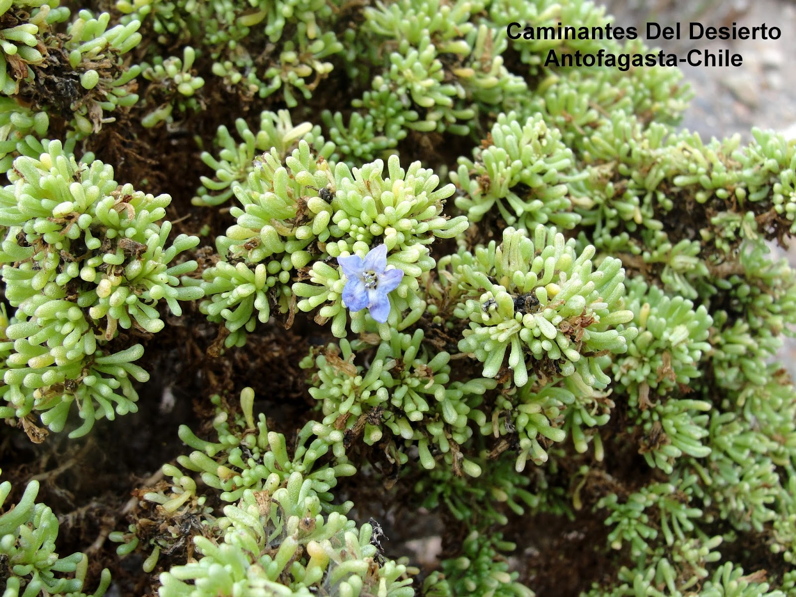 Caminantes del Desierto: FLORA DE TOCOPILLA