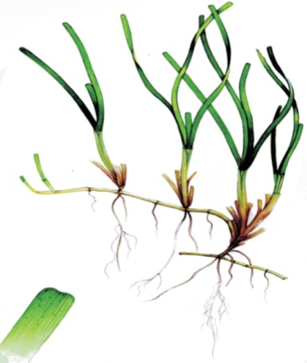 Jenis-jenis Lamun di Indonesia - andihaerul