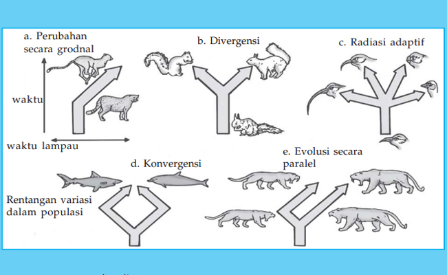 Macam-macam Teori Evolusi