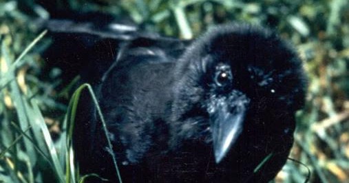 And I Think to Myself...What A Wonderful World.: Creature Feature ...