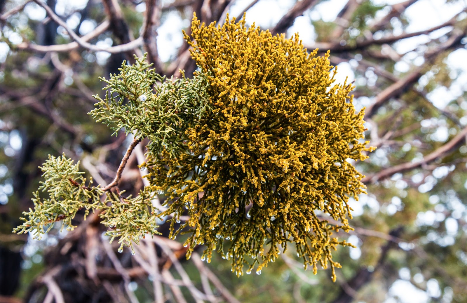 Walking Arizona: Mistletoe