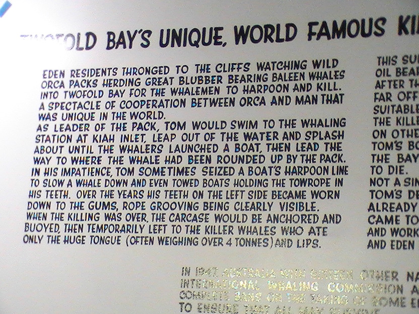 THE TRAVELLING GREGORY'S: Old Tom of Eden!!!