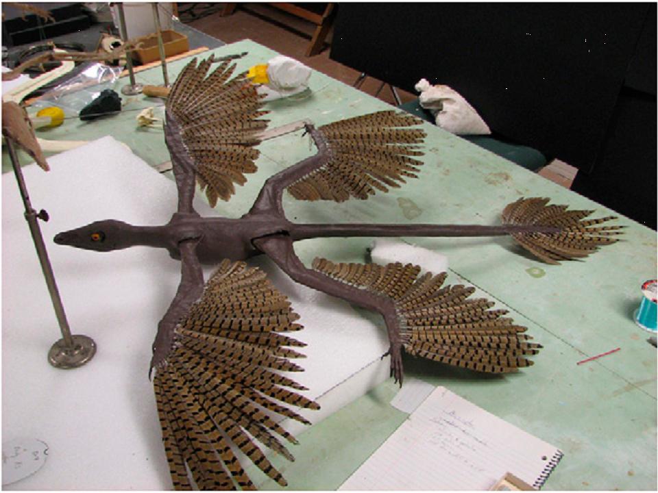 Evolutiebiologie: Microraptor in de vlucht