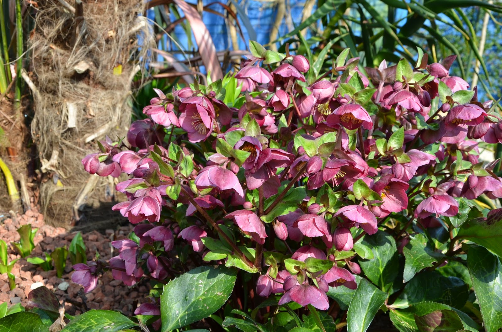 HELLEBORUS 'Penny's Pink' |The Garden of Eaden