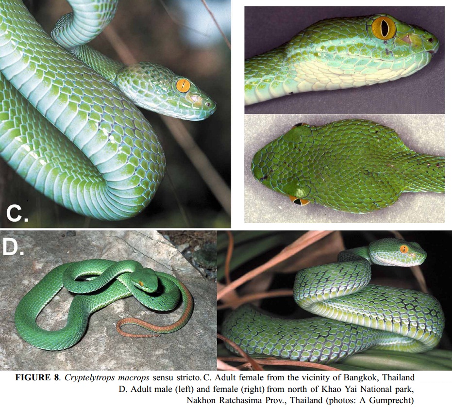 อันดับหนึ่ง 99+ ภาพ รูปงูเขียวหางไหม้ ความละเอียด 2k, 4k