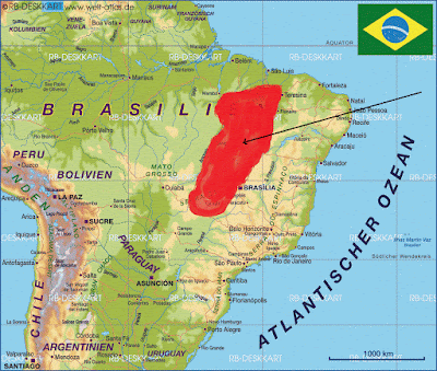 Laberinto en extinción: Carpintero de Caatinga (Celeus obrieni)