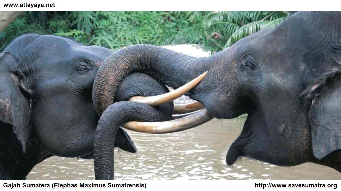 Gajah Sumatera Elephas Maximus Sumatrensis | Attayaya Blog
