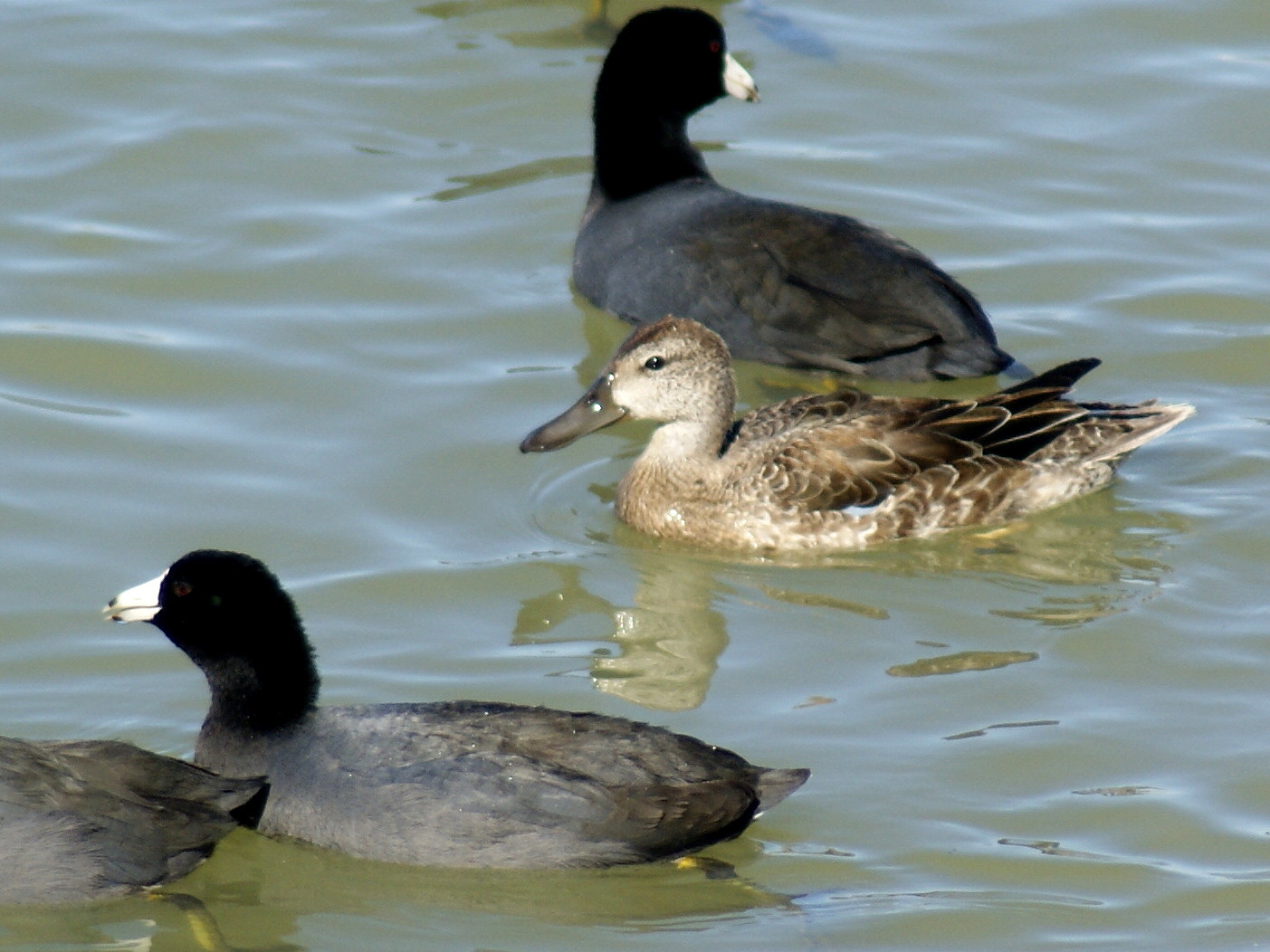 SE Texas Birding & Wildlife Watching: Winter Ducks Are Back