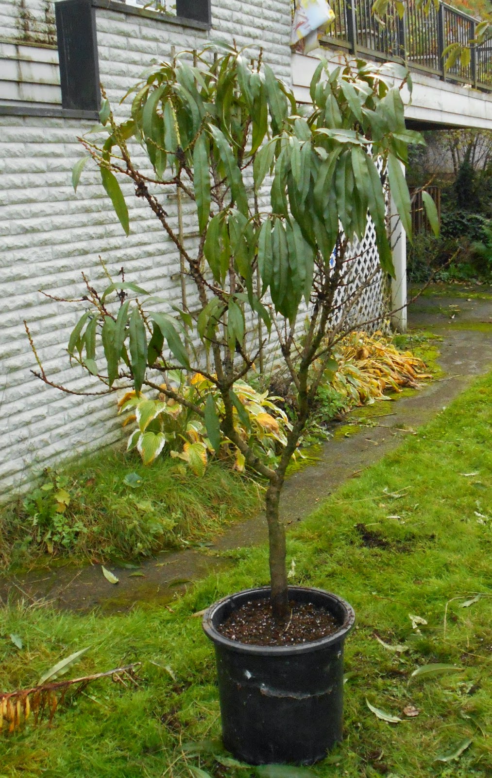 Daniel's Pacific NW Garden: Potting a Peach Tree and Some Tree ...