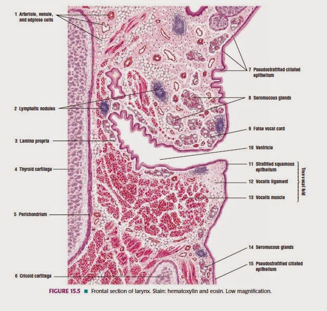 Gambar Histologi Sistem Pernafasan Manusia Lengkap - Mata Fariz
