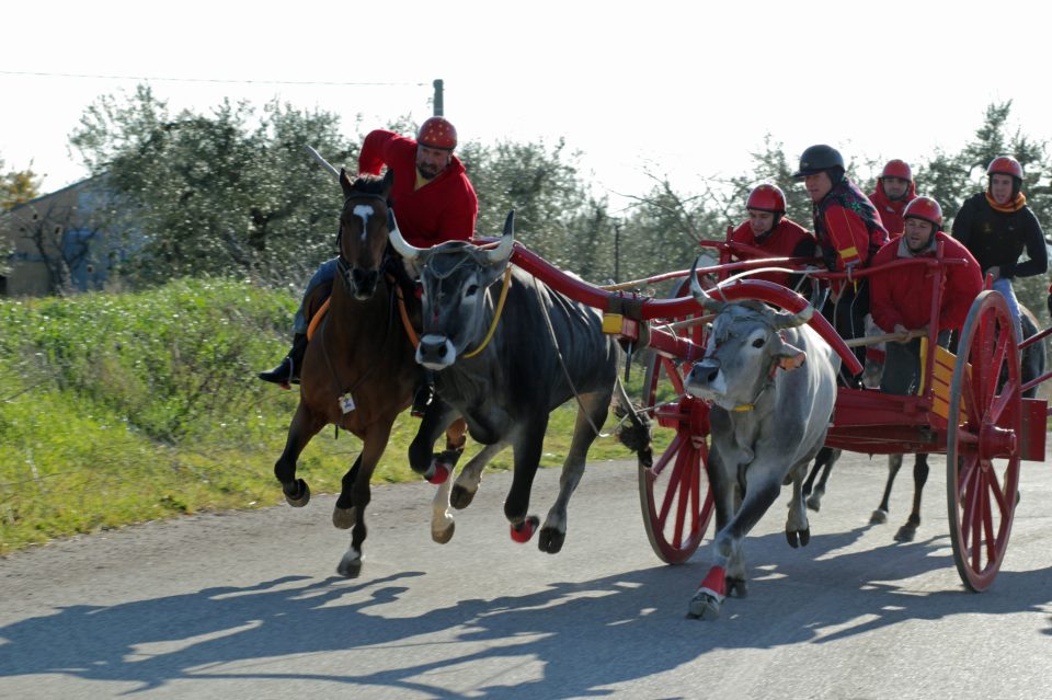 LA CORSA DEI CARRI: I Giovanotti vincono la carrese di Ururi 2013