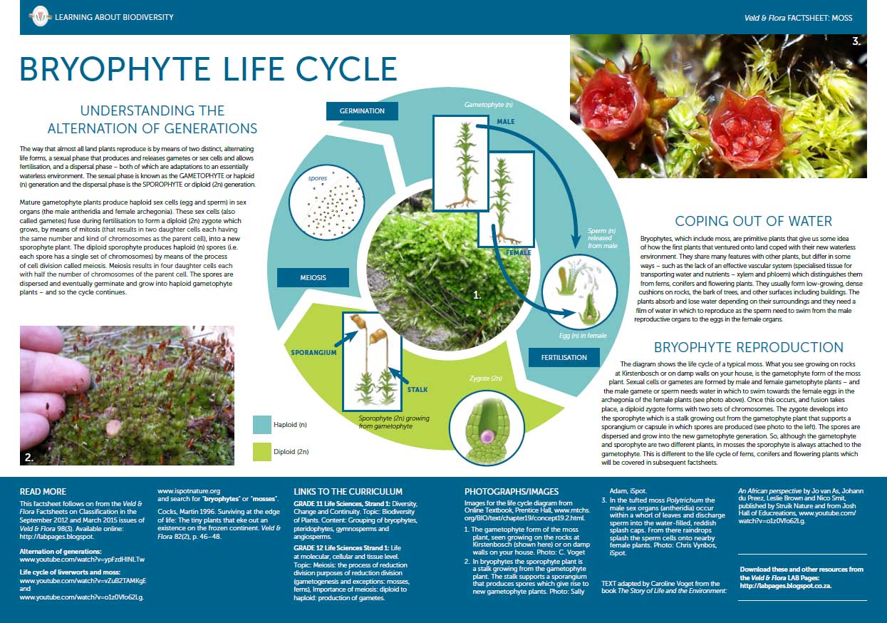 Learning about Biodiversity: Bryophyte life cycle
