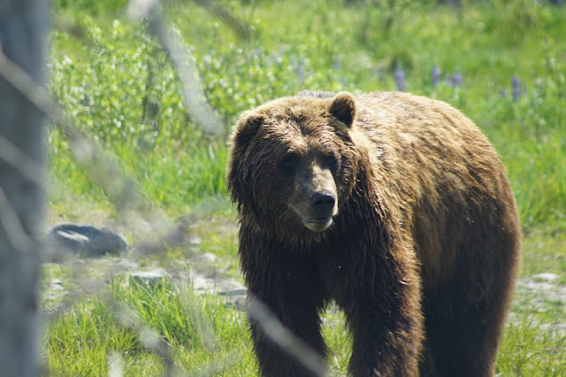 Lost But Loving It...In Alaska!: The End of an Em-bear-assing amount of ...