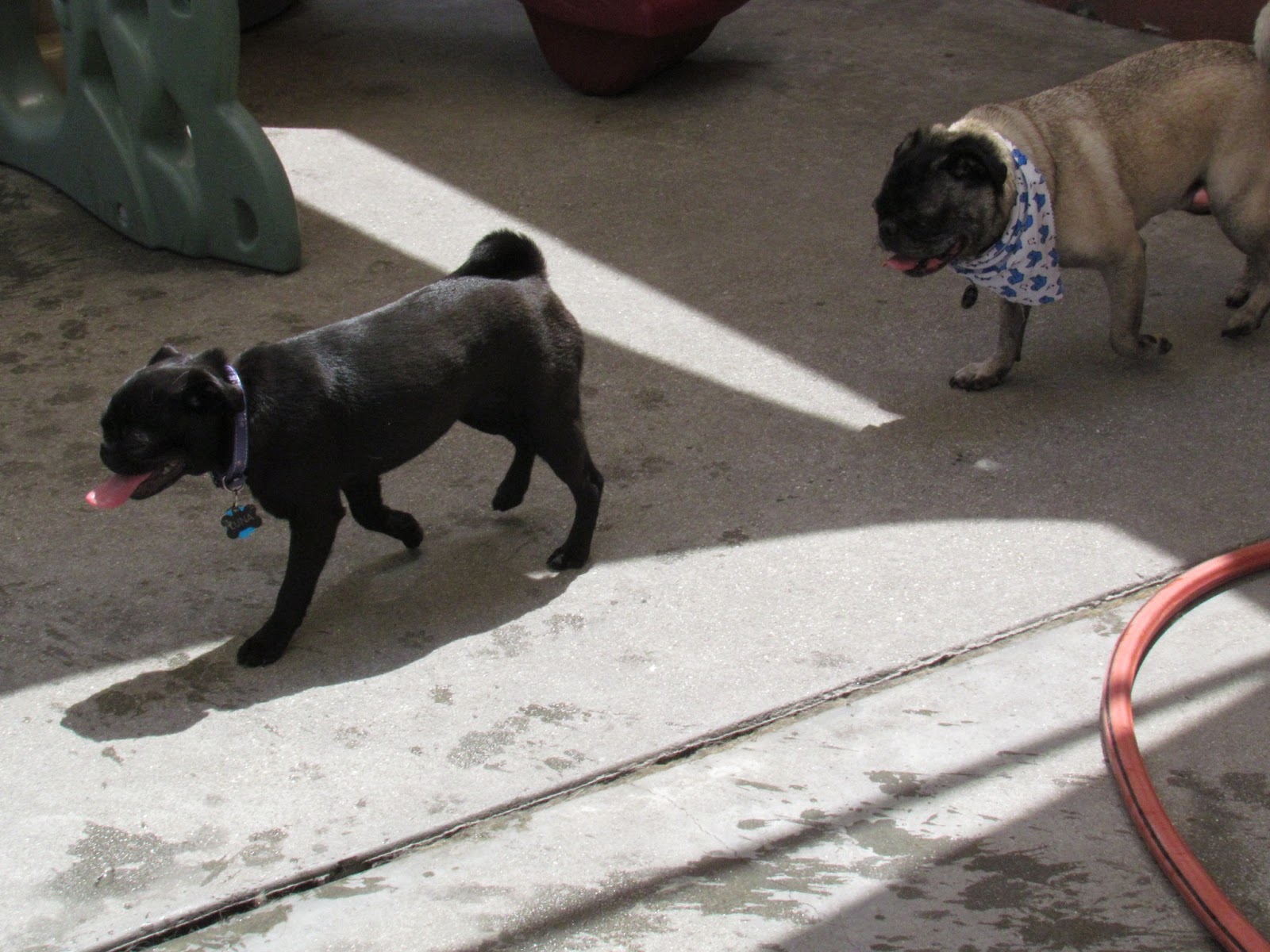 two spoiled pugs: July pug meet ups