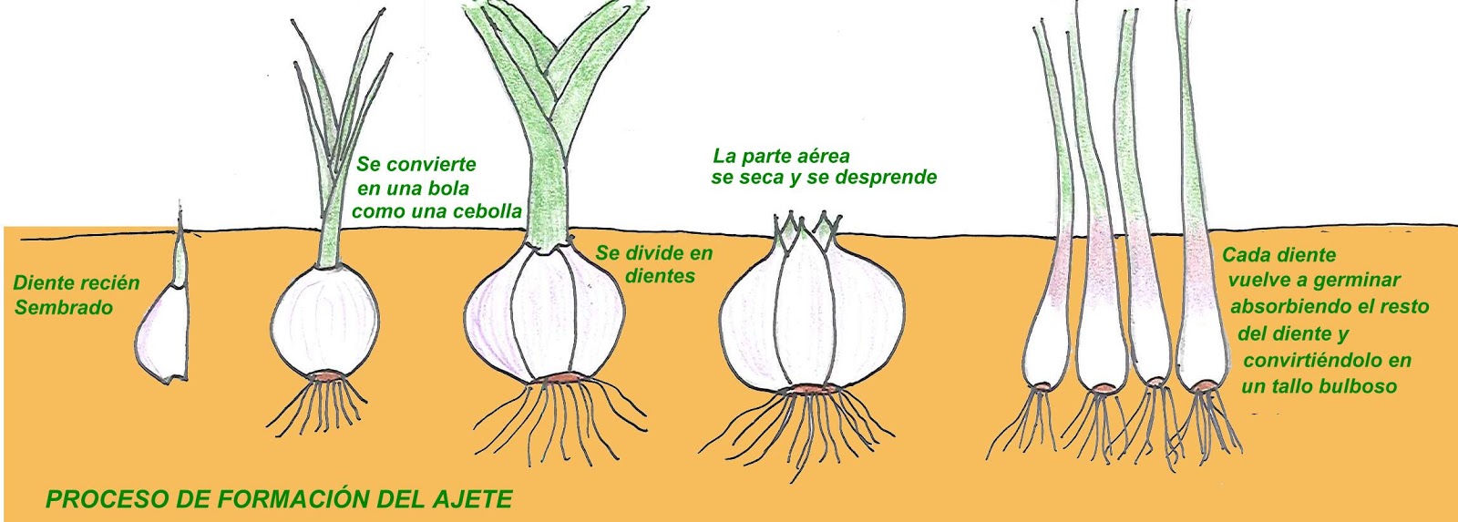 Faenas de la Huerta: Ajetes