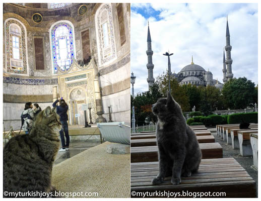 Street Cats of Istanbul: Photo Post ~ My Traveling Joys