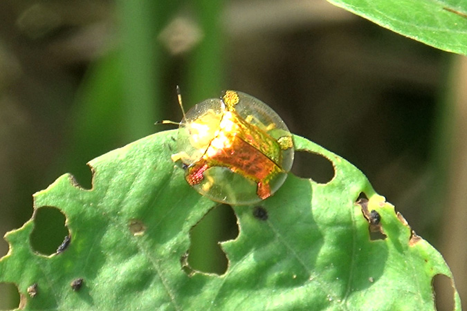 Golden tortoise beetle (Charidotella sexpunctata)