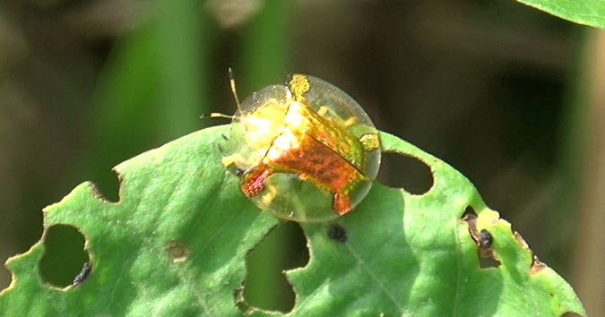Golden tortoise beetle (Charidotella sexpunctata)