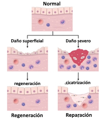 B.log.ia 2.0: El nivel tisular