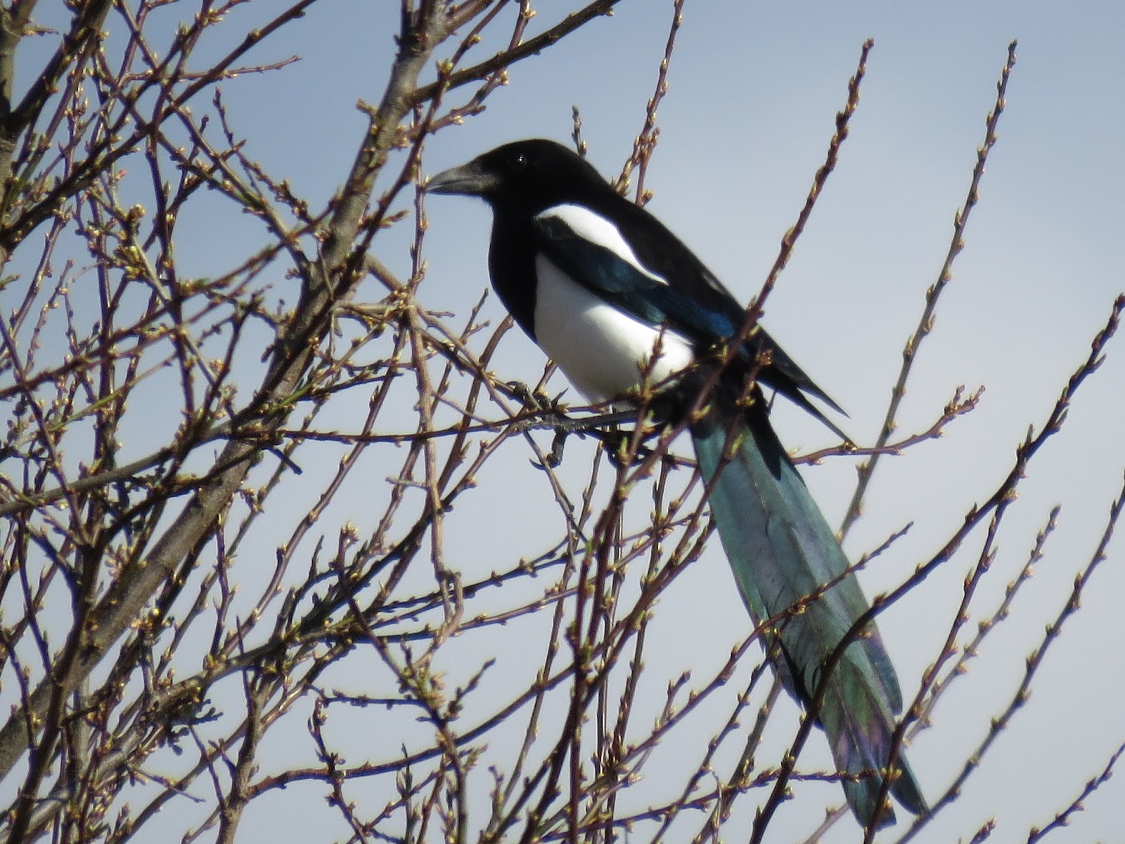 Mine naturfotos: Krage- og skadefugle