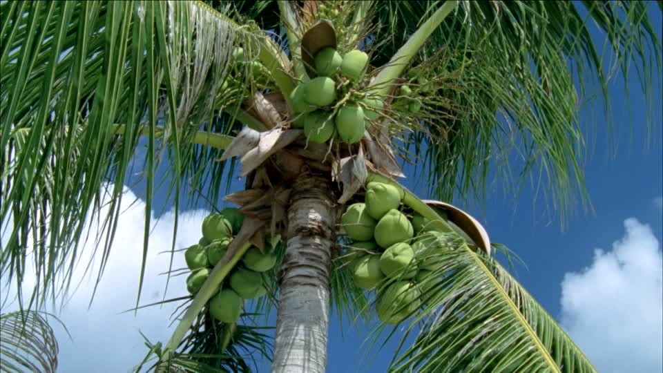 Cocos nucifera «cocotero» - Id Plantae
