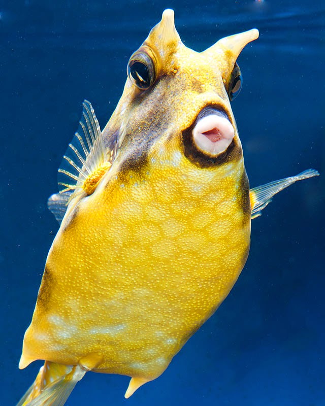 The Longhorn Cowfish | Fun Animals Wiki, Videos, Pictures, Stories