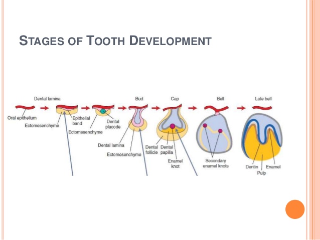 Tooth Development Stages - A Simple WalkThrough