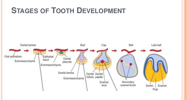 Tooth Development Stages - A Simple WalkThrough