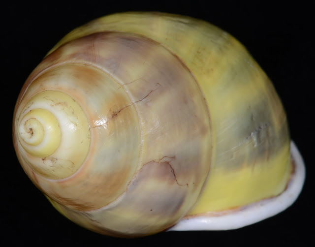 Dr. Lee's Gallery Museum: Amphidromus comes polymorphous 38.65mm