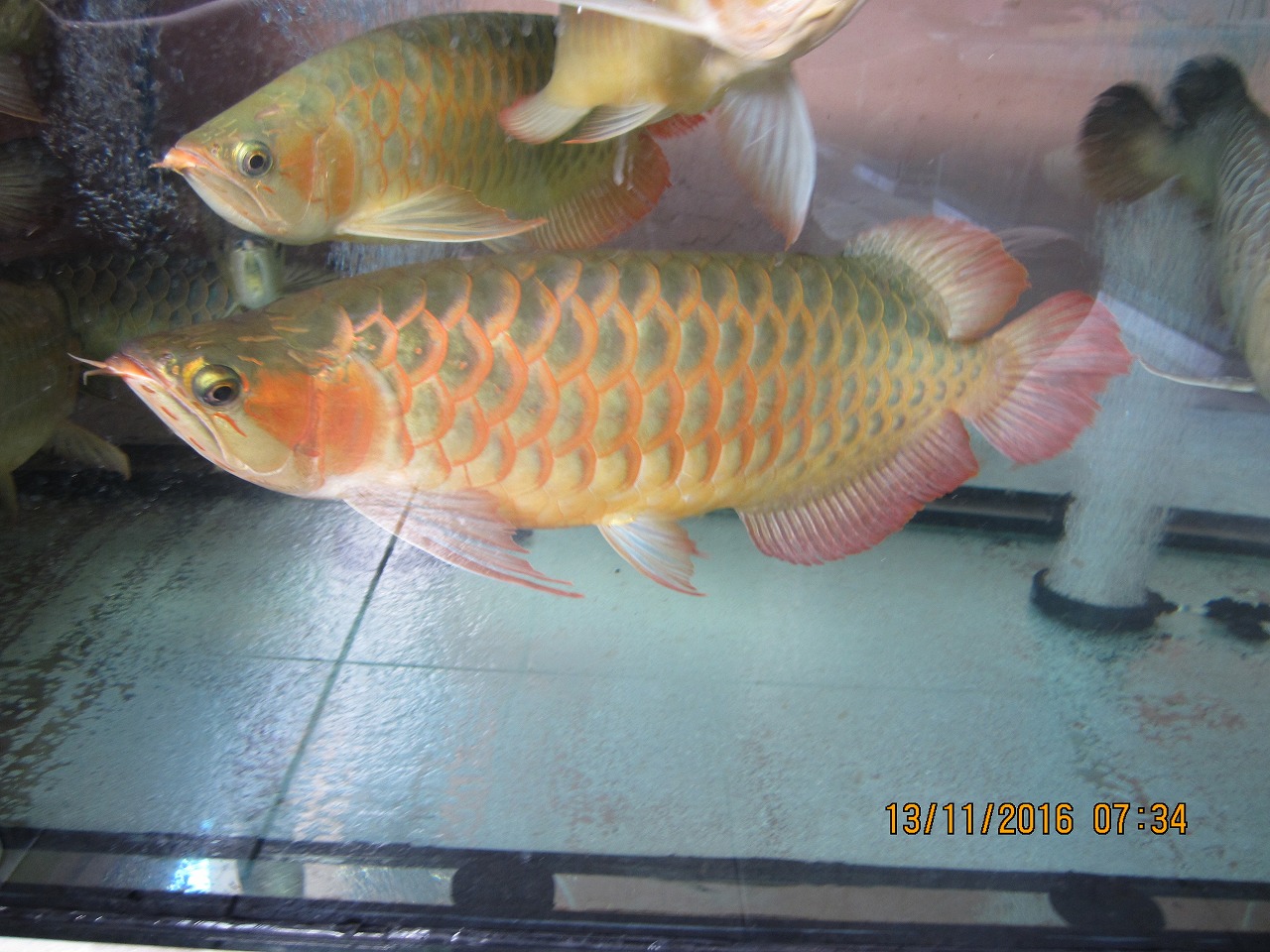Arowana Keeping & Breeding in Aquarium: Niwan Arowana (1/15 ...