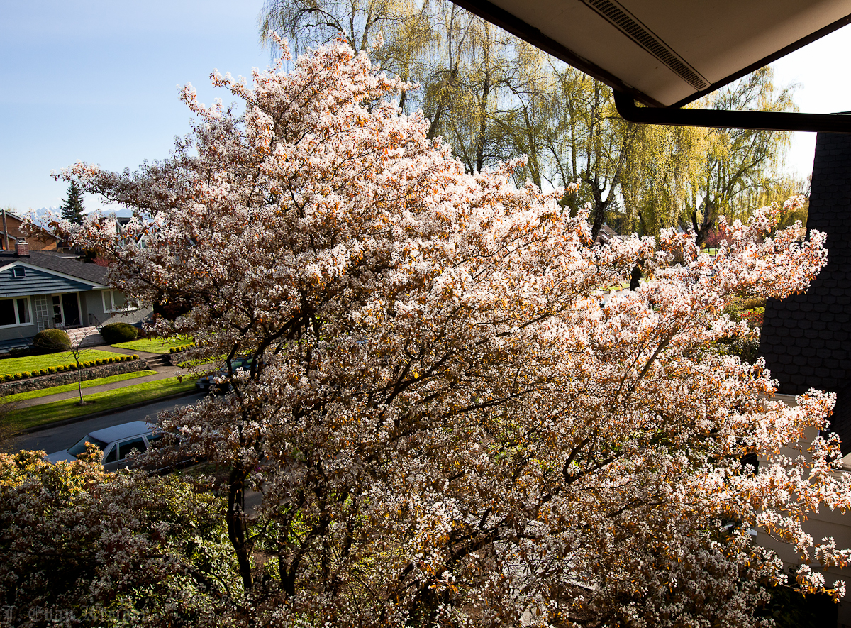 Kreider's Korner Photographs: Saskatoon tree blossoms