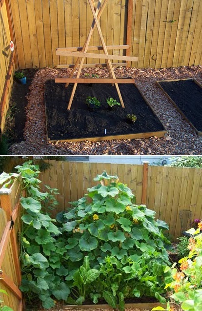 Growing Summer Squash on a Trellis