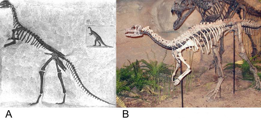 Equatorial Minnesota: Dryosaurus elderae and the revenge of Nanosaurus ...