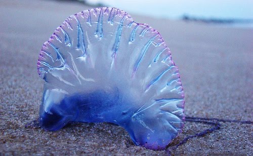 No Mar Profundo: Garrafa-azul