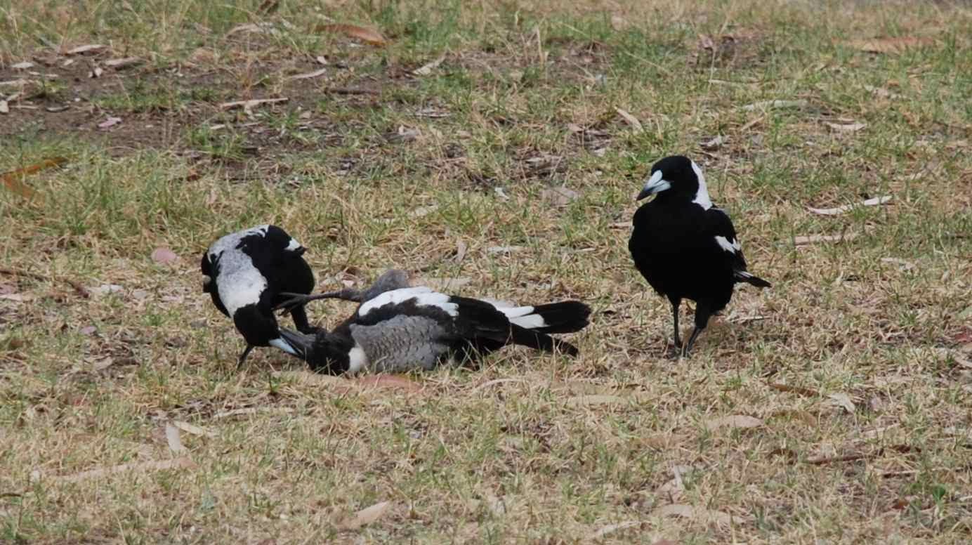 My dog : Australian magpie plays with a canine friend