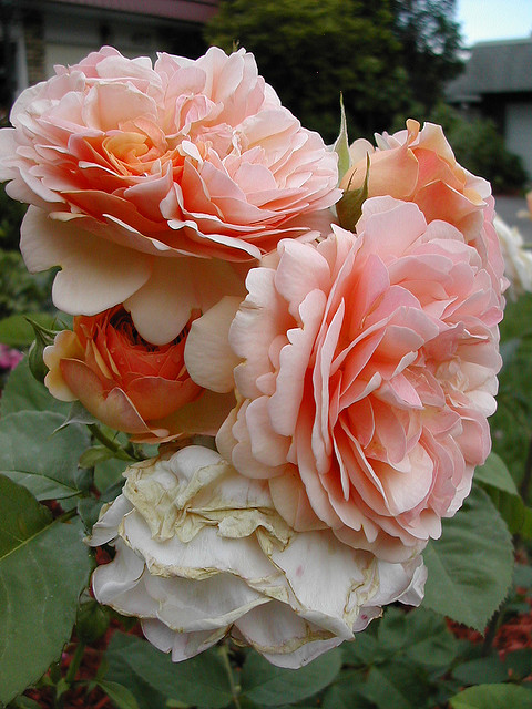 ditemi che non sto sognando