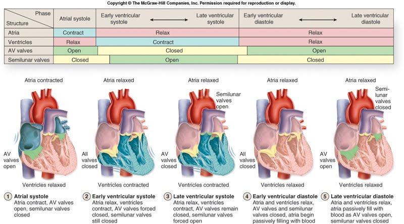 KNOW UR HEART: CARDIAC CYCLE