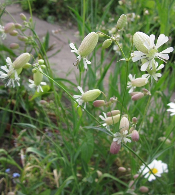 grøntsagsnørden: ny planteportræt: "stridolo"