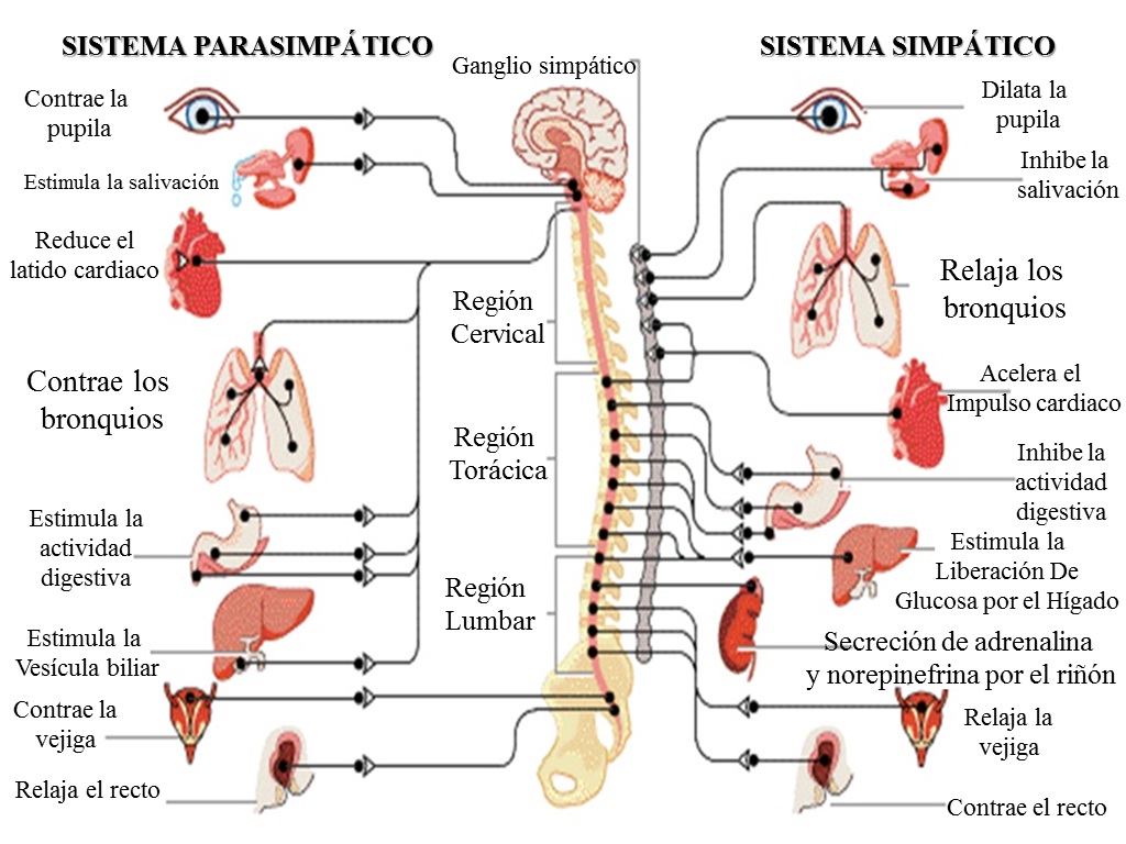 ANATOMÍA Y FISIOLOGÍA HUMANA 1: SISTEMA NERVIOSO