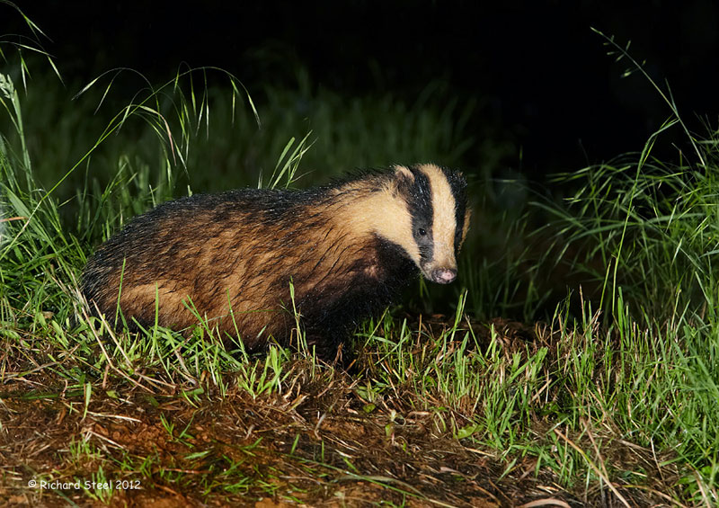 Wildlife Photographic Journals